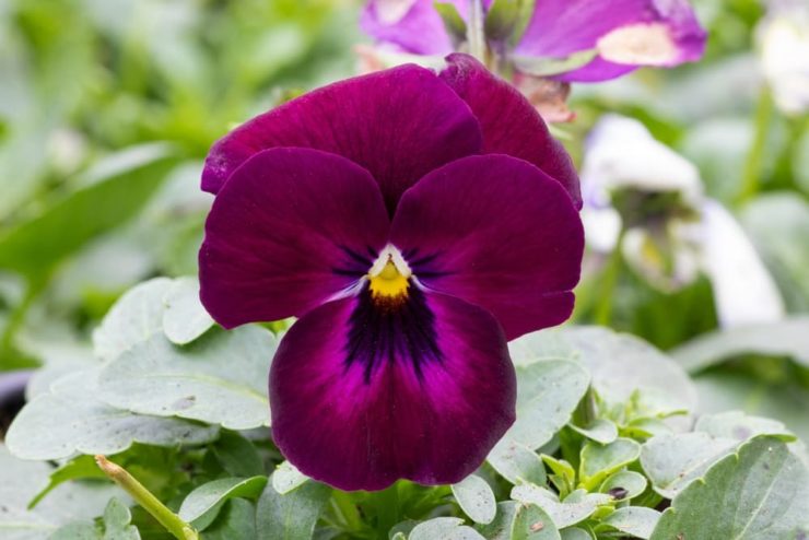 Viola: Following These Care Guidelines Will Prolong Their Long ...