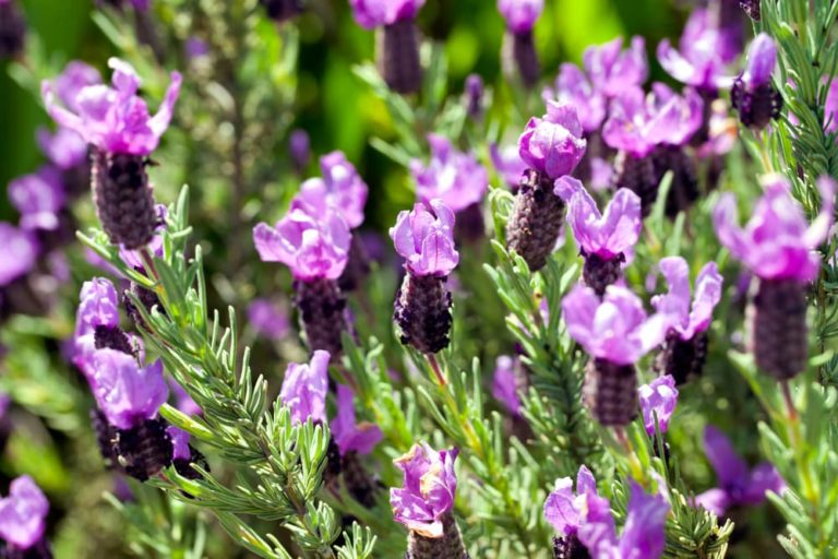 Growing French Lavender - Positioning In A Frost-Free Location Is Key ...