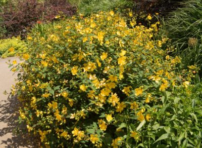 Plant Hypericum ‘St. John’s Wort’ At Any Time Of Year - Then Follow ...
