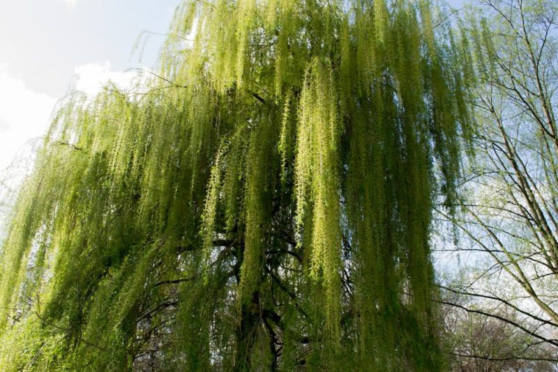 Grow Weeping Willow Trees For Their Ornamental And Practical Value ...