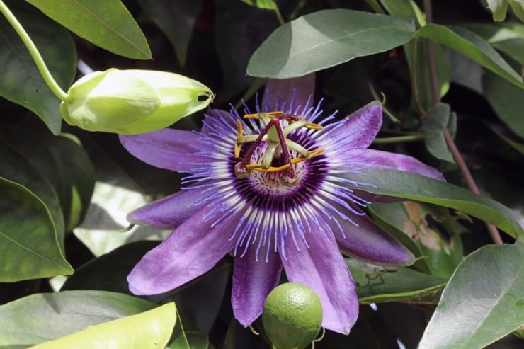 Growing 'Exotic And Extraordinary' Passionflower With Breeder Myles ...