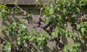 Damsons Are Often Overlooked - Why You Should Grow This Fruit Tree In ...