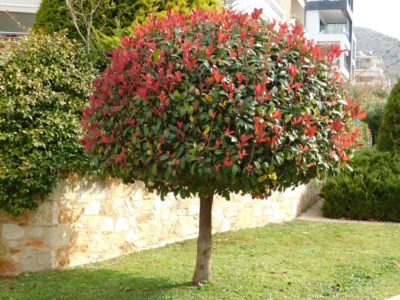 Photinia 'Red Robin' Care & Growing Tips | Horticulture.co.uk
