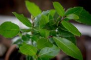 Growing Laurus Nobilis ‘Bay Tree': A Popular Ornamental For Year-Round ...