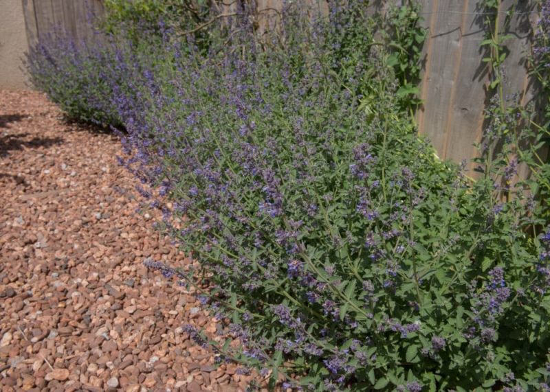 How To Grow Nepeta (AKA 'Catmint') - Known For Its Intoxicating Effect ...