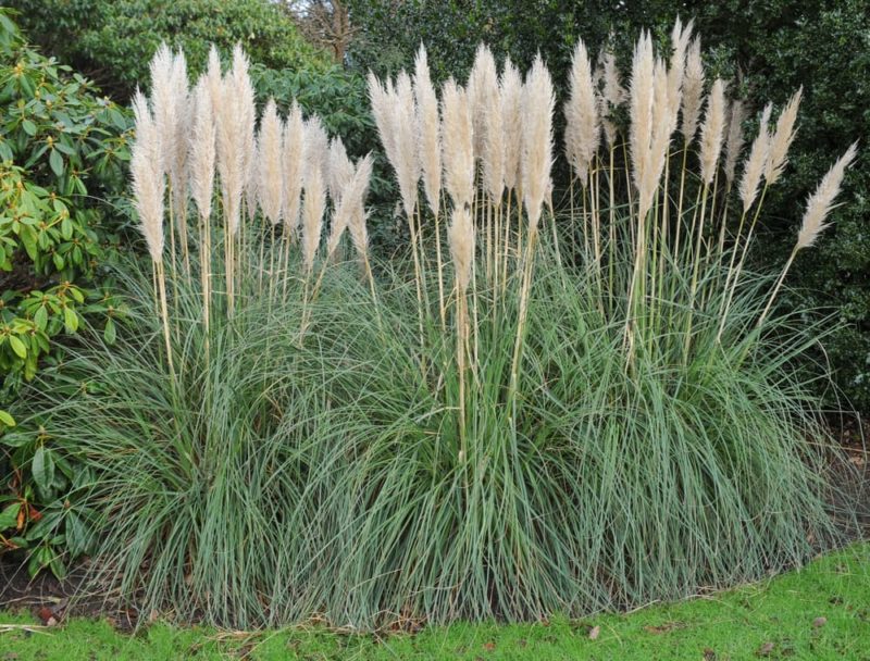 How To Grow & Care For Pampas Grass | Horticulture.co.uk