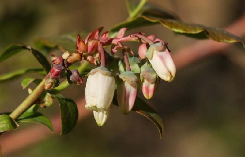 Blueberry Shrubs: Nursery Owner Lorraine Summers Shares Her Tips For Tasty Fruit | Horticulture ...