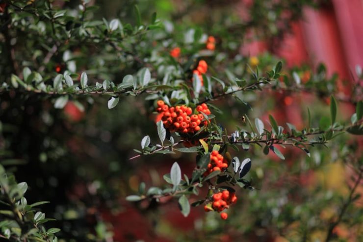 Pyracantha 'Firethorn': Grow This Plant To Enliven An Otherwise Dull ...