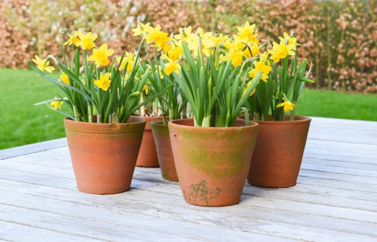 Planting & Growing Daffodils In Pots | Horticulture.co.uk