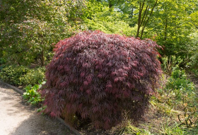 How To Grow And Care For Japanese Maples According To Agustin Coello ...