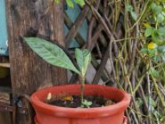 How To Grow A Medlar Fruit Tree | Horticulture.co.uk