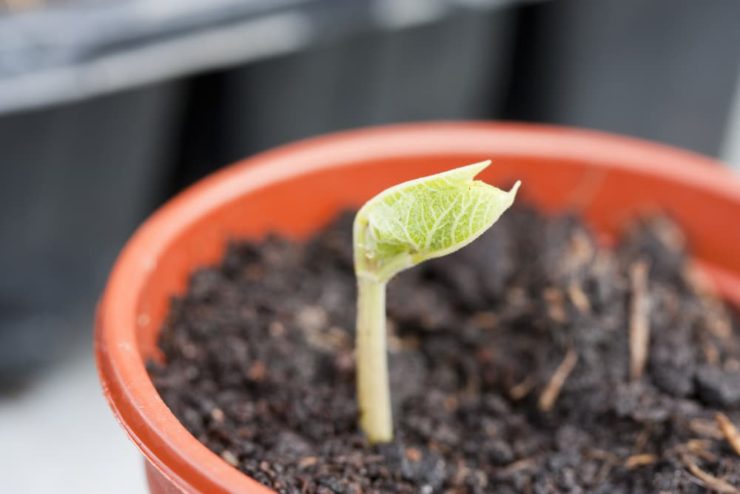 Growing Runner Beans: Sowing, Planting Out, Support And Plant Care ...