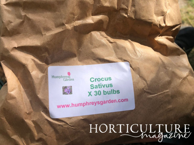Emily Cupit's 5 Step Process For Planting Autumn Crocus In September ...