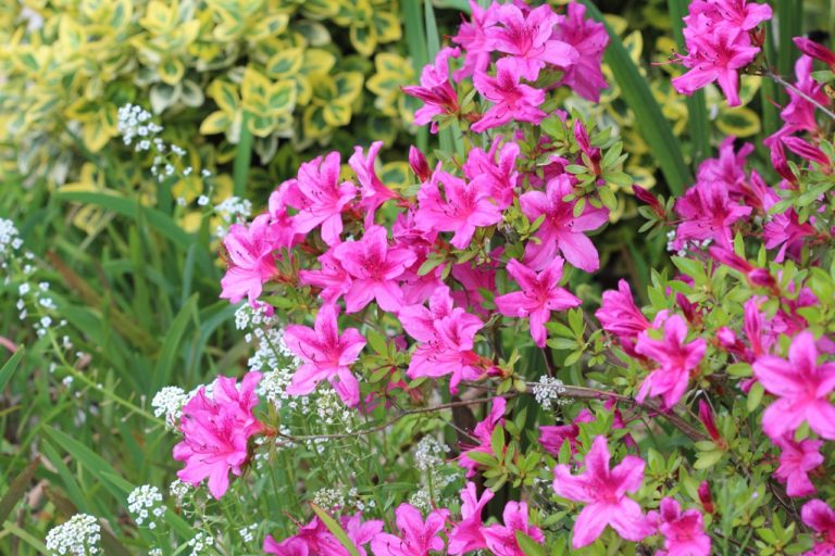 15 Fantastic Low-Maintenance Garden Shrubs | Horticulture.co.uk