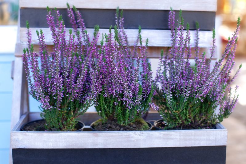 Grow Heather In Pots - It Allows You To Better Control The Acidity And ...