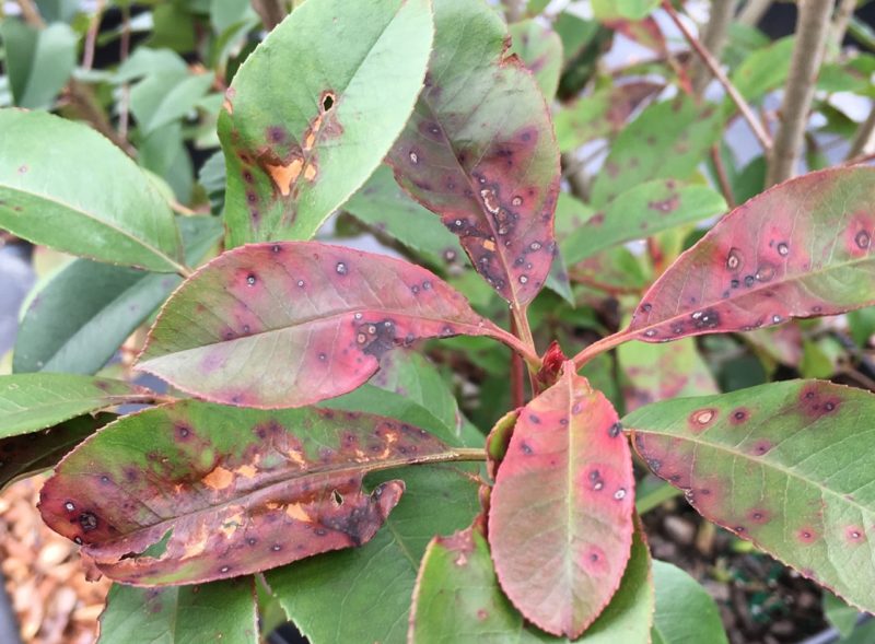Pruning Photinia Can Help With Disease Prevention: How To Give Them A ...