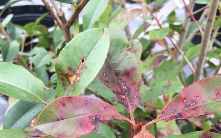 From Fireblight To Root Rot - Here's 5 Common Photinia Growing Problems ...