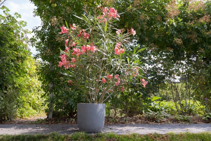 Grow Oleander Varieties In Decorative Containers - They Look Great ...