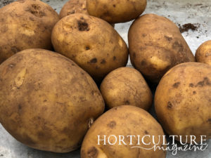 Planting Winter Cropping Potatoes You Can Grow To Enjoy For Christmas ...