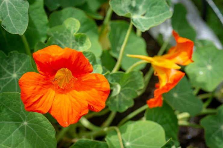 18 Fantastic Flowers To Plant In June | Horticulture.co.uk