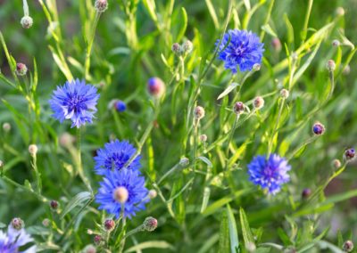 45 Plants That Flower In May | Horticulture.co.uk