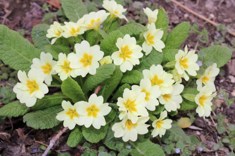 60 Bright Plants With Yellow Flowers | Horticulture.co.uk