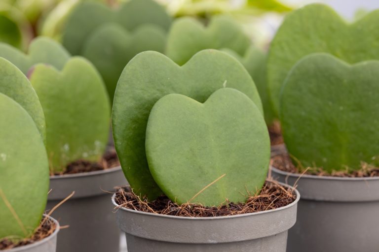 Mollie Brown Shares 25 Plants With Heart-Shaped Leaves To Help Spread ...