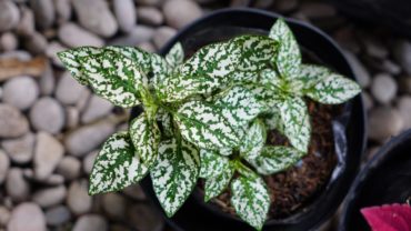 Mollie Brown Chooses 10 Plants With Spotted Leaves You Simply Have To ...