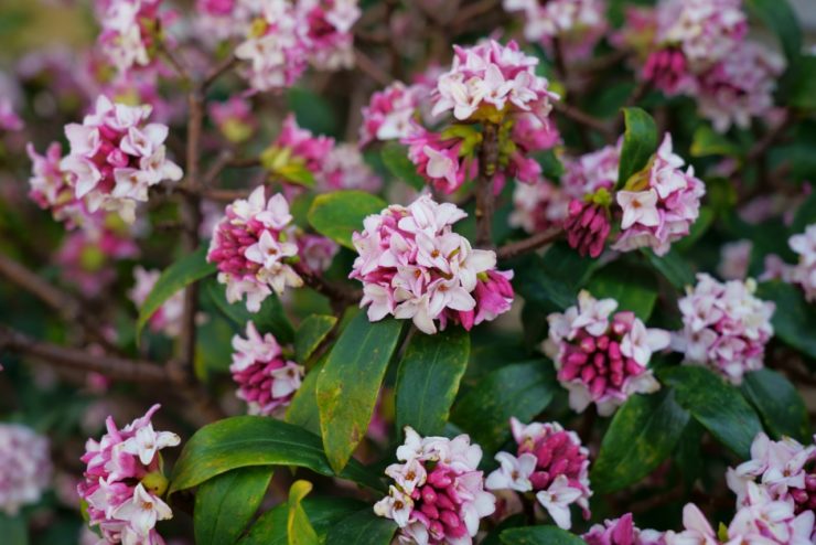 Gardener's Advice For Growing Daphne: 'Plant It Somewhere You'll Walk ...