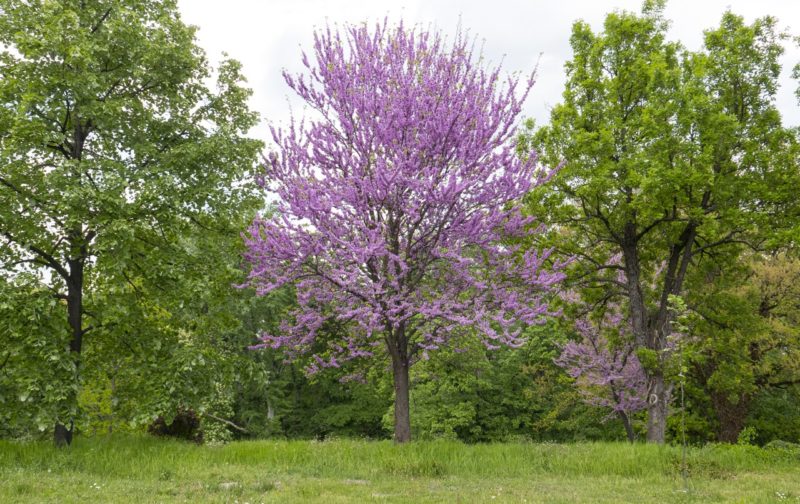 Cercis Siliquastrum ‘Judas Tree’ - A Nitrogen Fixer Suited To Milder ...