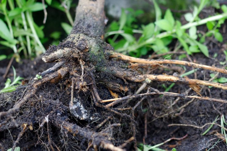 Preventing Root Rot In Yucca: Start With The Conditions In The Soil And ...