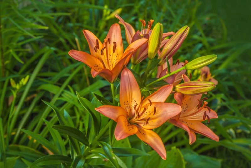 Asiatic Lily Plant Care & Growing Tips | Horticulture.co.uk