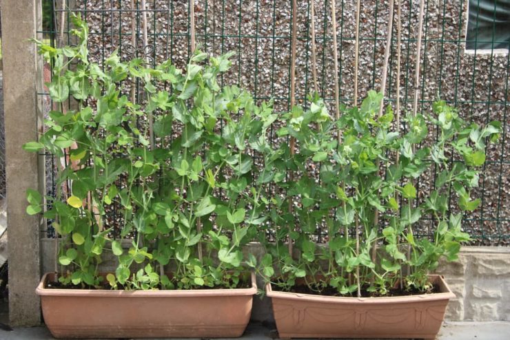 Mangetout: How To Grow This Excellent Crop Vertically, Even In A Small ...