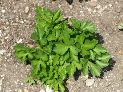 Celery Varieties And Growing Methods With Permaculture Gardener ...