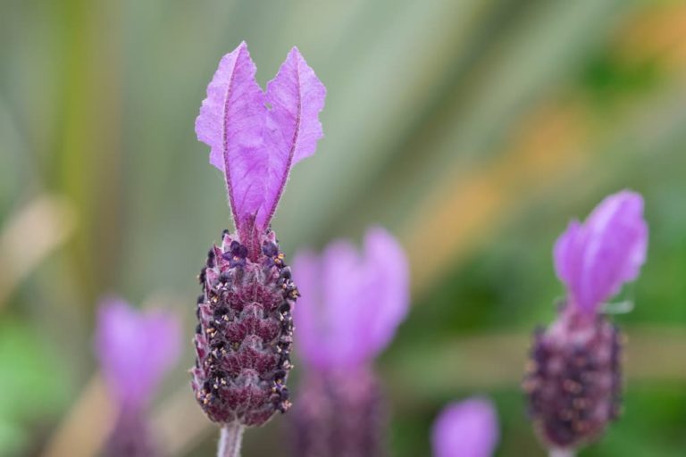 Growing French Lavender - Positioning In A Frost-Free Location Is Key ...