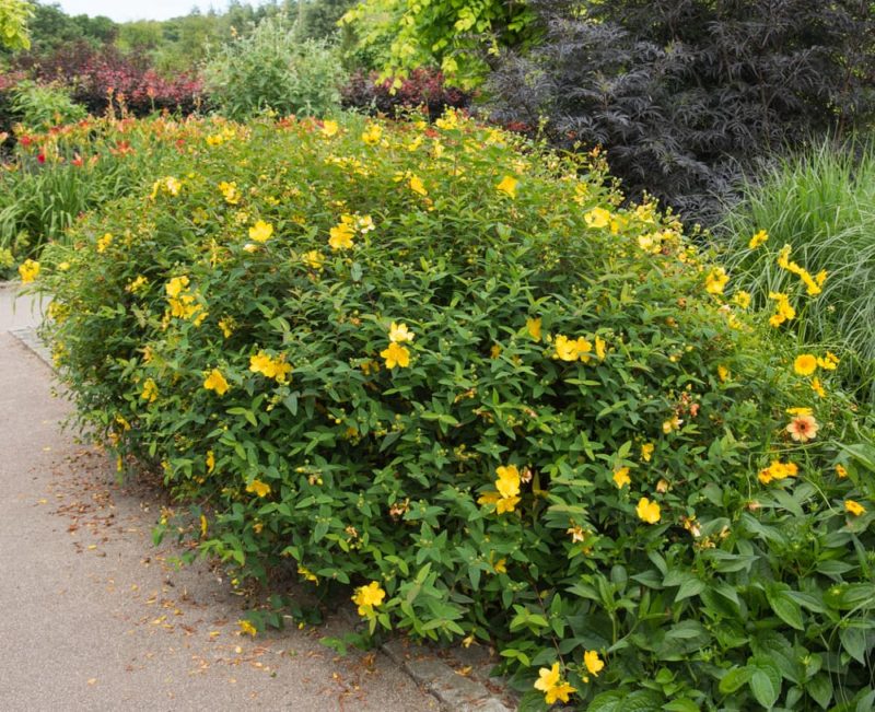 Plant Hypericum ‘St. John’s Wort’ At Any Time Of Year - Then Follow ...