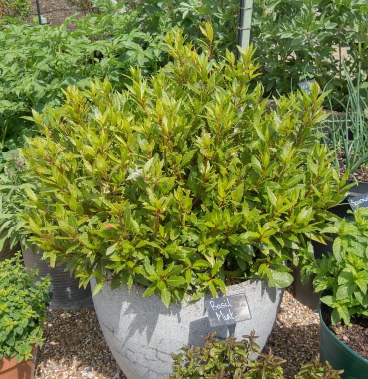 Growing Laurus Nobilis ‘Bay Tree': A Popular Ornamental For Year-Round ...