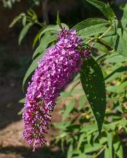 Dwarf Buddleja Plant Care & Growing Tips | Horticulture.co.uk