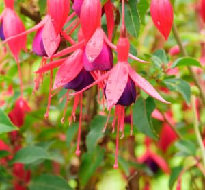Hardy Fuchsia Societies Share Their Growing Tips For Getting The Most ...
