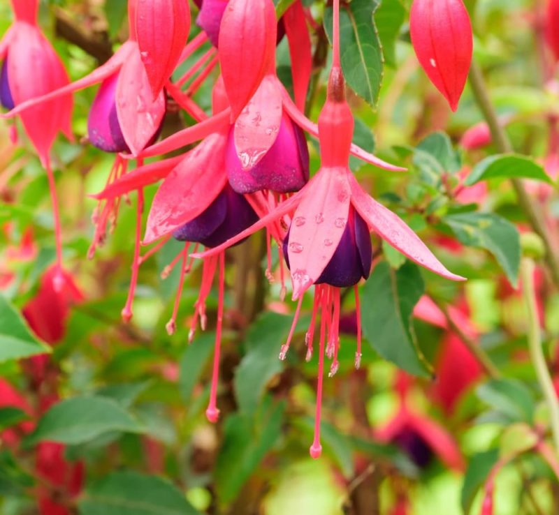Hardy Fuchsia Societies Share Their Growing Tips For Getting The Most ...