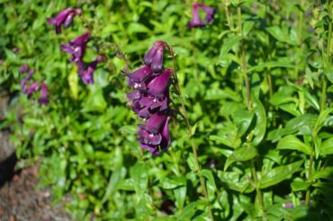How To Grow Penstemon Including Common Varieties And Problems To Watch ...