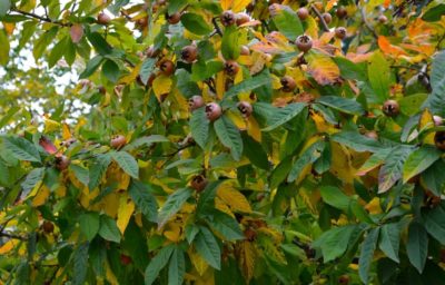 How To Grow A Medlar Fruit Tree | Horticulture.co.uk