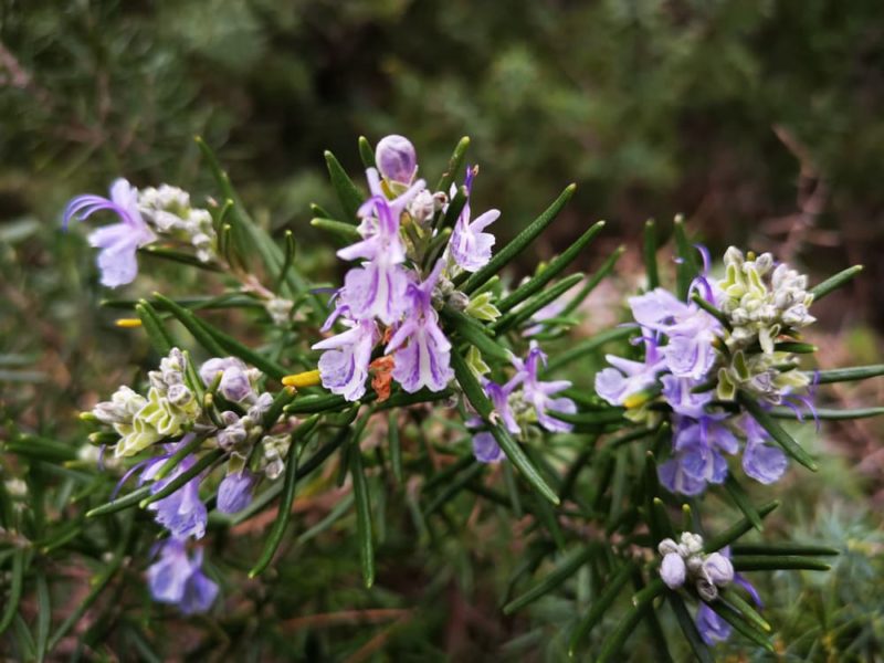 How To Grow Rosemary | Horticulture Magazine