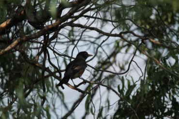 Corkscrew Willow: Grow This Contorted Tree For Its Twisted Stems And ...