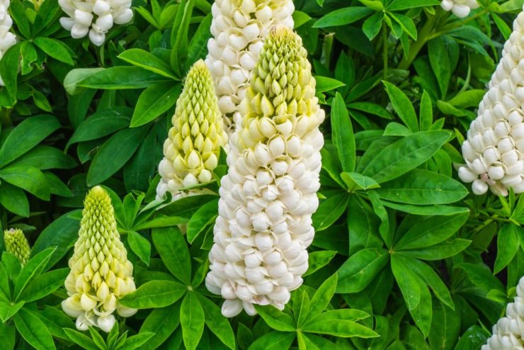 How To Grow Lupins - Traditional, Timeless Classics With Towering ...