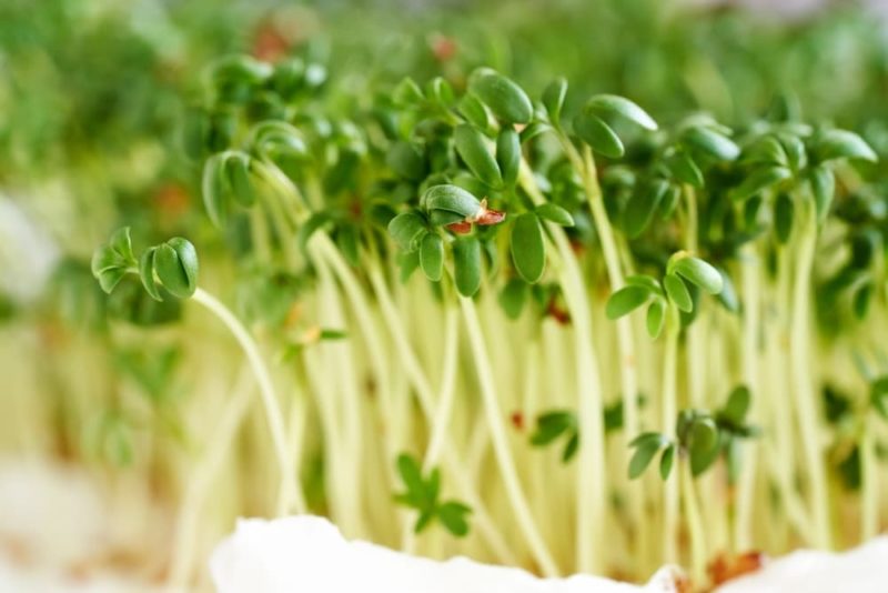 How To Grow Cress - Perfect For Children's Activities Or A Windowsill ...