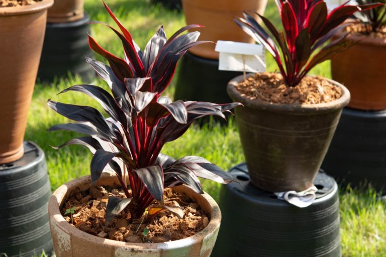 Potted Cordyline Plant Care: Drainage And The Type Grown Is Key For ...