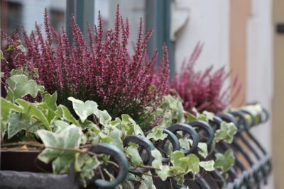 Grow Heather In Pots - It Allows You To Better Control The Acidity And ...