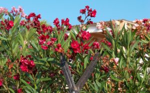Pruning Oleander Out Of Season Can Devastate Your Plant - Here's How To ...