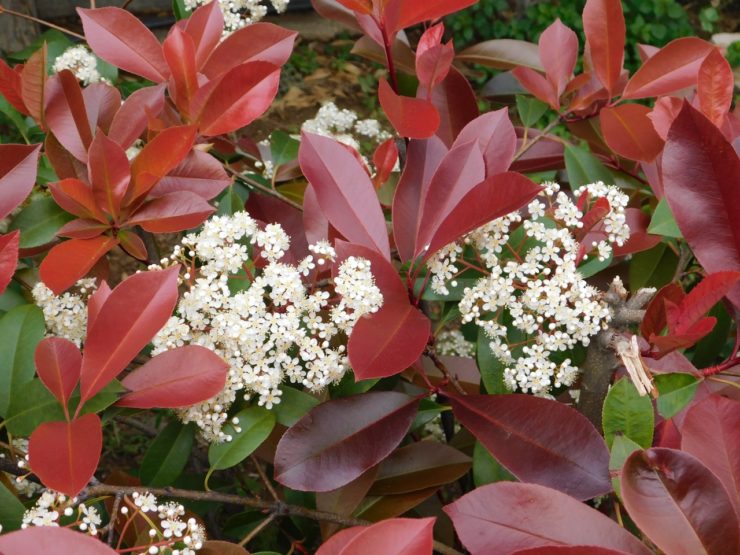 Pruning Photinia Can Help With Disease Prevention: How To Give Them A ...